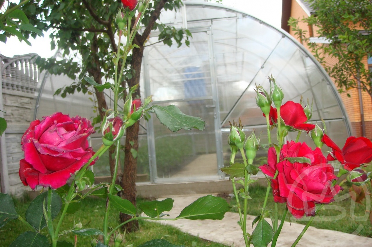 Kasvuhoone Standard-3 Solidprof | Kasvhoone